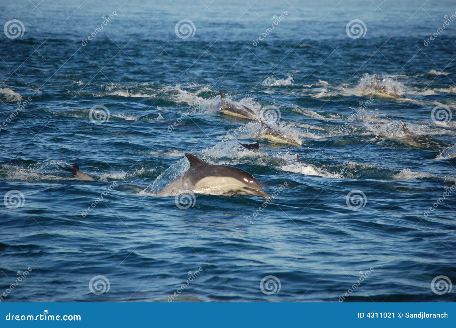 Pod of Common Dolphins stock image. Image of common, blue - 4311021
