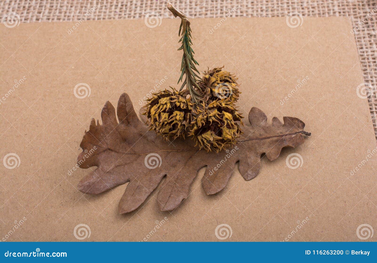 Pod, Cone or Capsule on Background Stock Photo - Image of botanical ...
