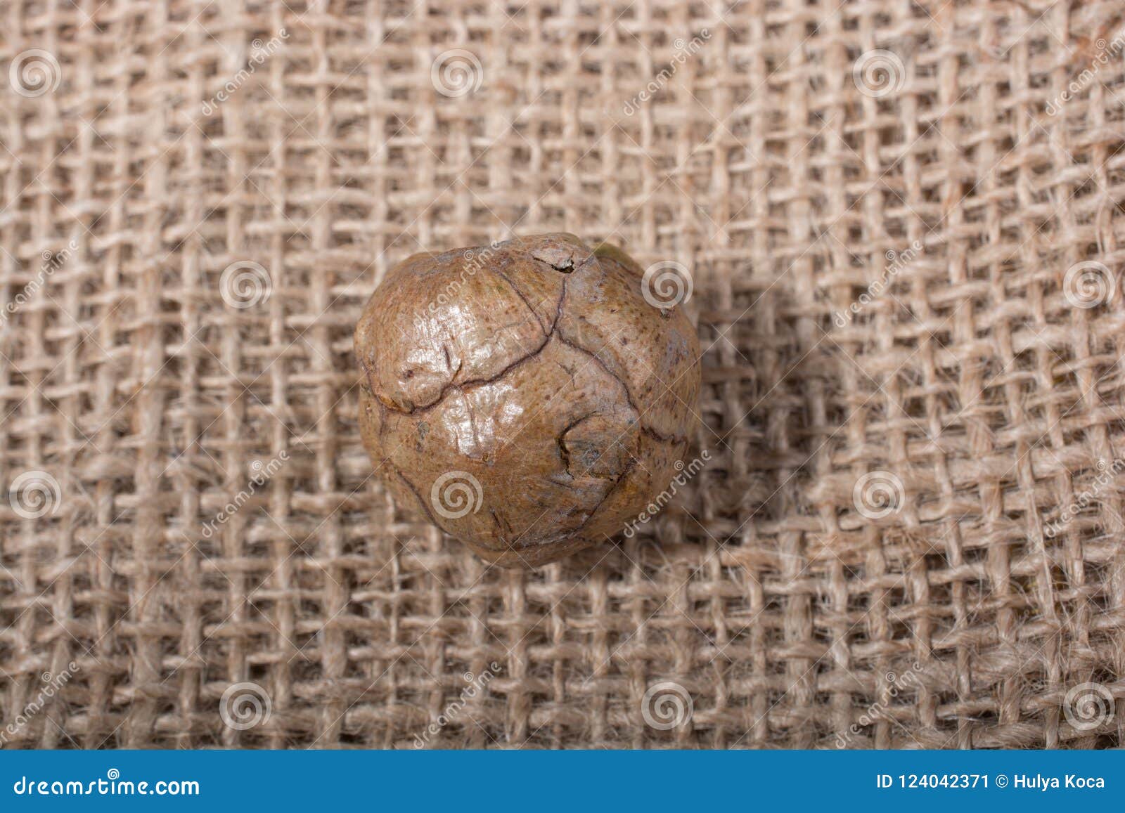 Pod, Cone or Capsule on Background Stock Image - Image of nature ...