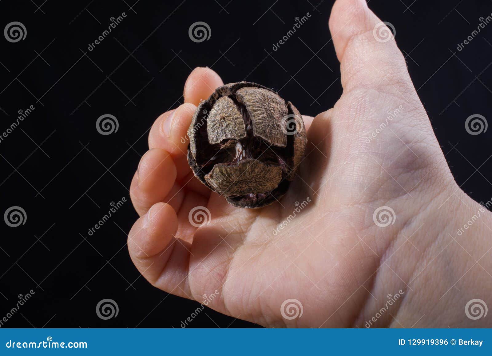 Pod, Cone or Capsule in Hand Stock Photo - Image of light, conceptual ...