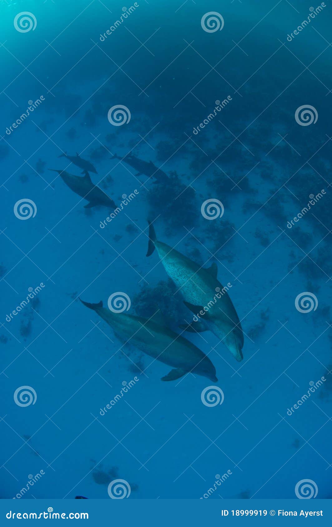 Pod of dolphins from above stock image. Image of african - 18999919