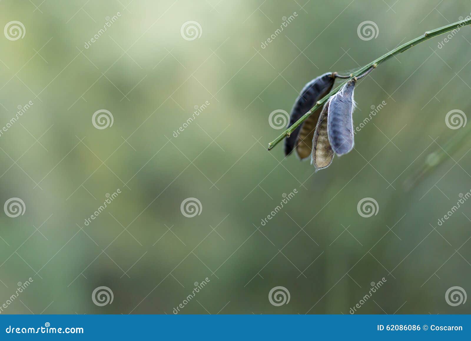 Pod stock photo. Image of open, forest, plant, nature - 62086086