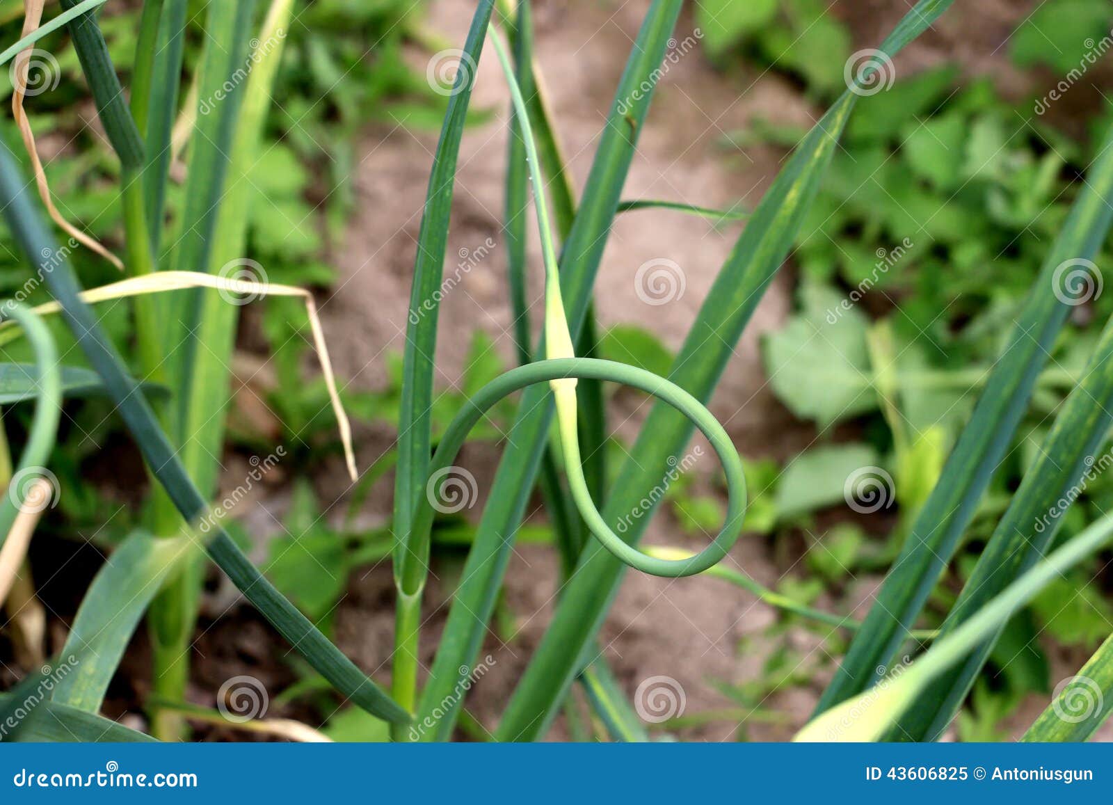 Pod of the garlic stock image. Image of garlic, spiral - 43606825