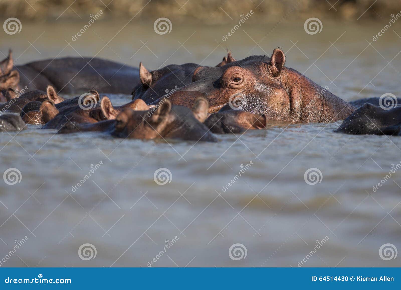 A pod of Hippo at sunset stock photo. Image of birding - 64514430
