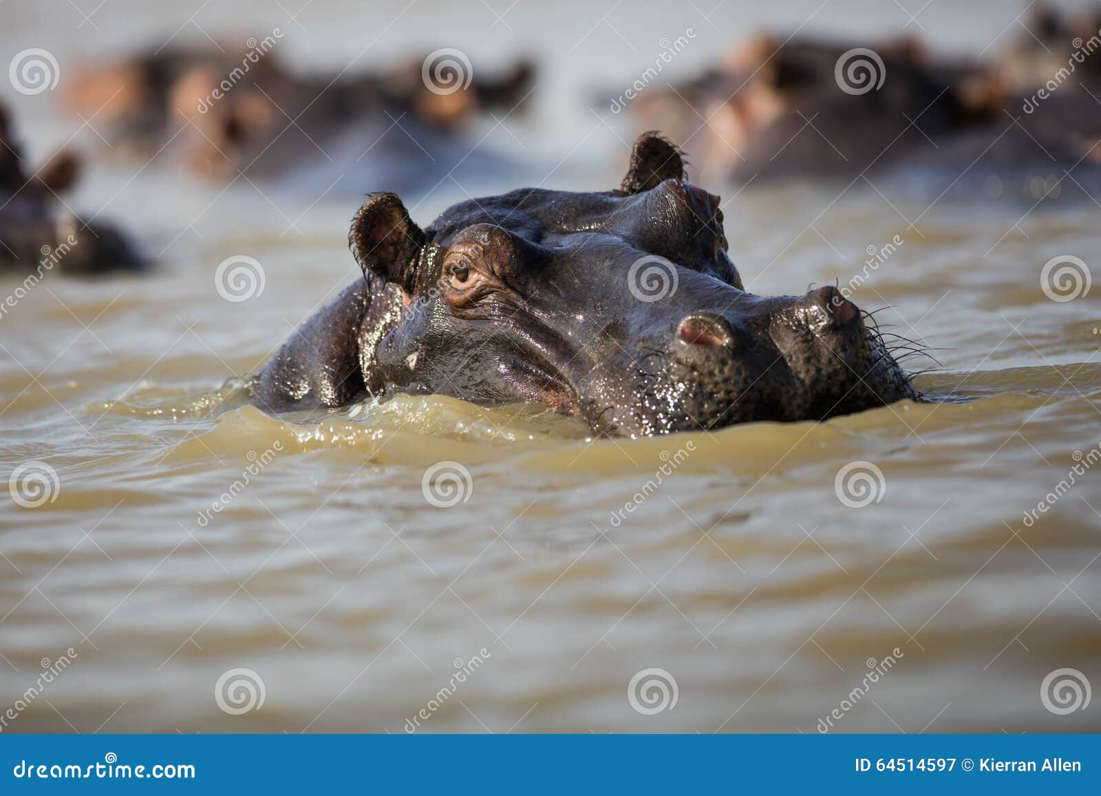 A pod of Hippo at sunset stock image. Image of lucia - 64514597