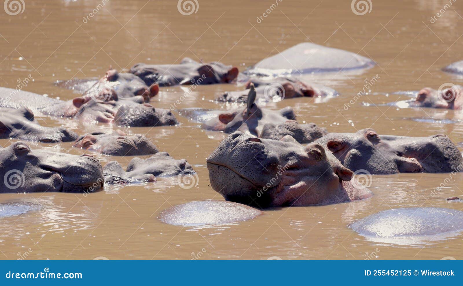 Pod of Hippos Huddling Together in the Mara River, Kenya. Stock Image ...