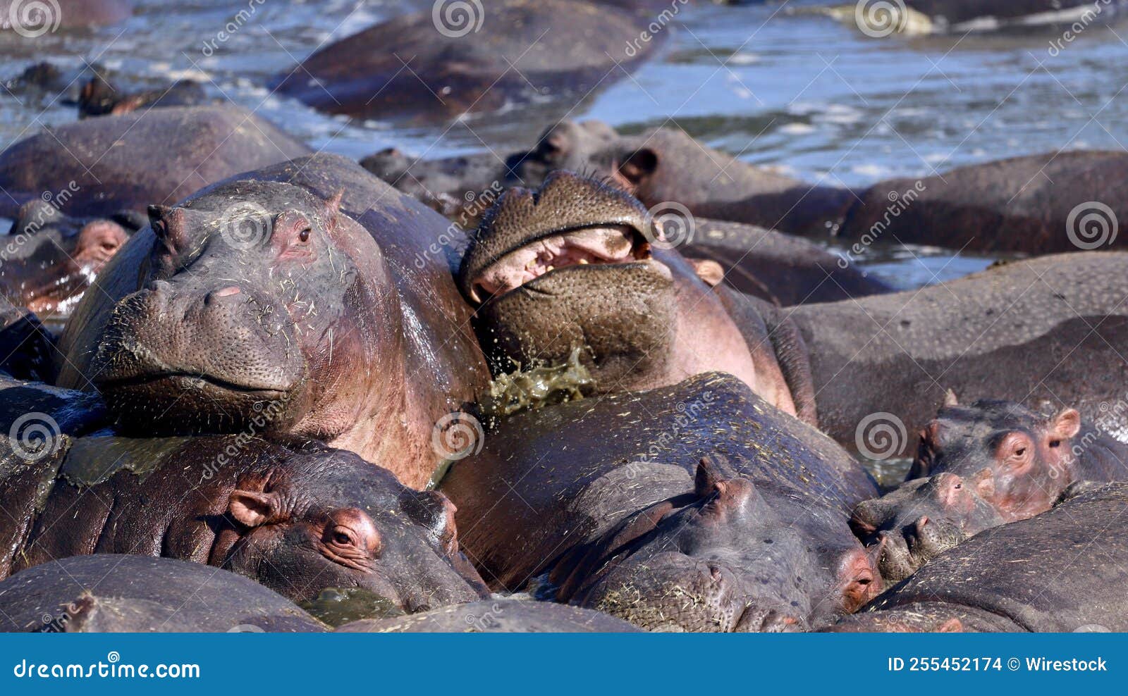 Pod of Hippos Huddling Together in the Mara River, Kenya. Stock Photo ...