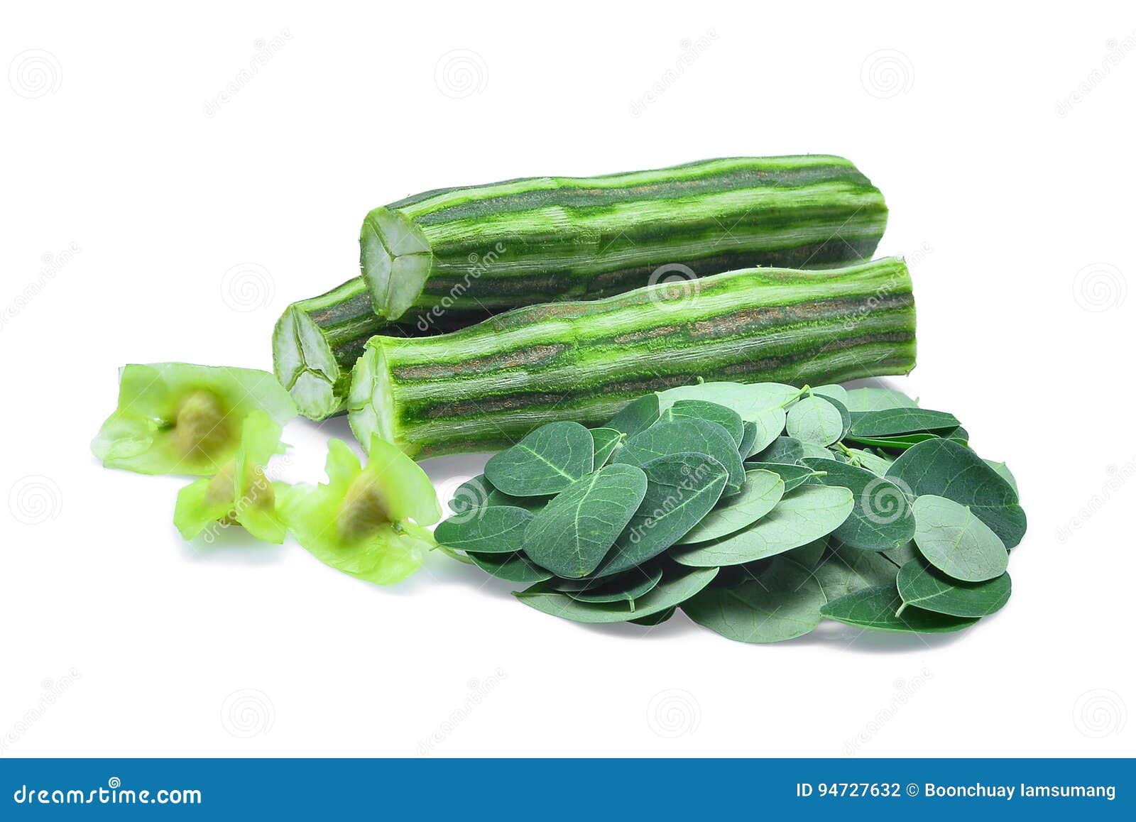 Pod of Moringa Drumstick Tree with Leaves,Tropical Herbs Stock Photo ...