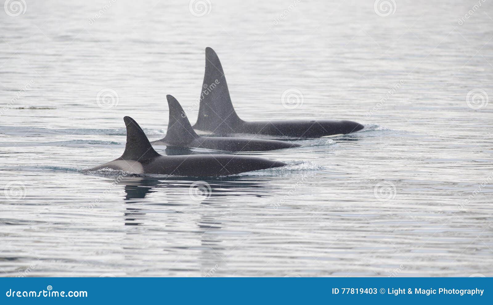Pod of Orcas, Iceland stock image. Image of whale, hunter - 77819403