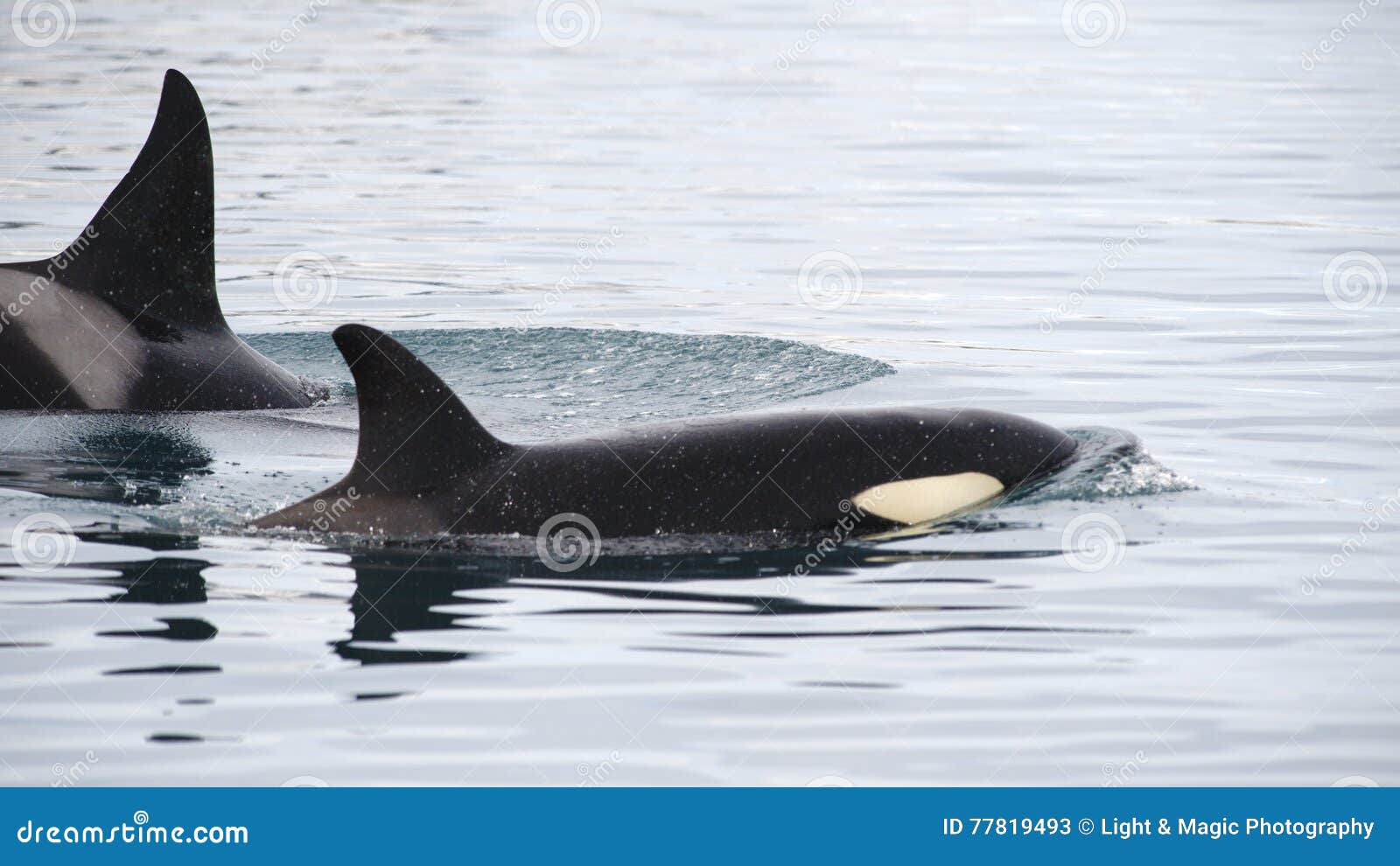 Pod of Orcas, Iceland stock image. Image of wild, smart - 77819493