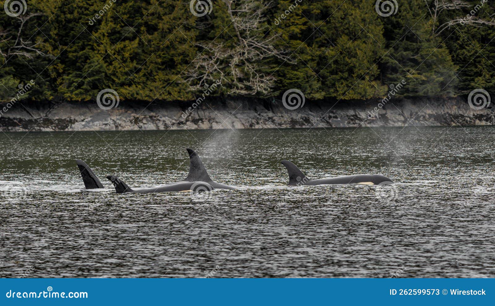 Pod of Orcas Swimming in High Speed in the Sea Stock Image - Image of ...