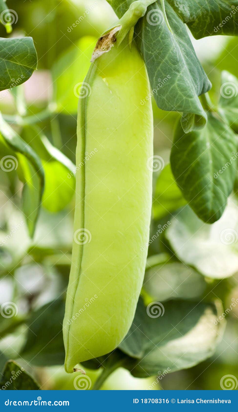 Pod peas. Macro. stock photo. Image of food, summer, plants - 18708316