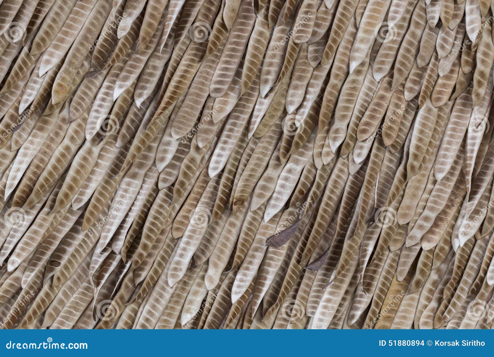 Pod pod stock photo. Image of decorate, recycle, plant - 51880894