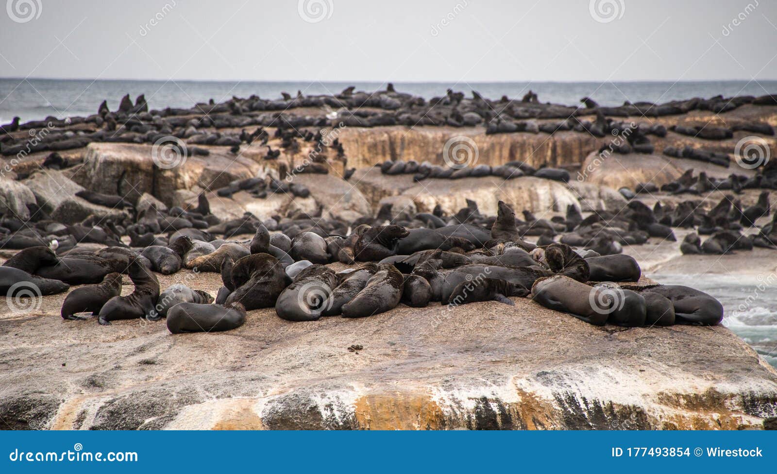 Pod of Seals on the Rocks Surrounded by the Sea Under the Sunlight at ...