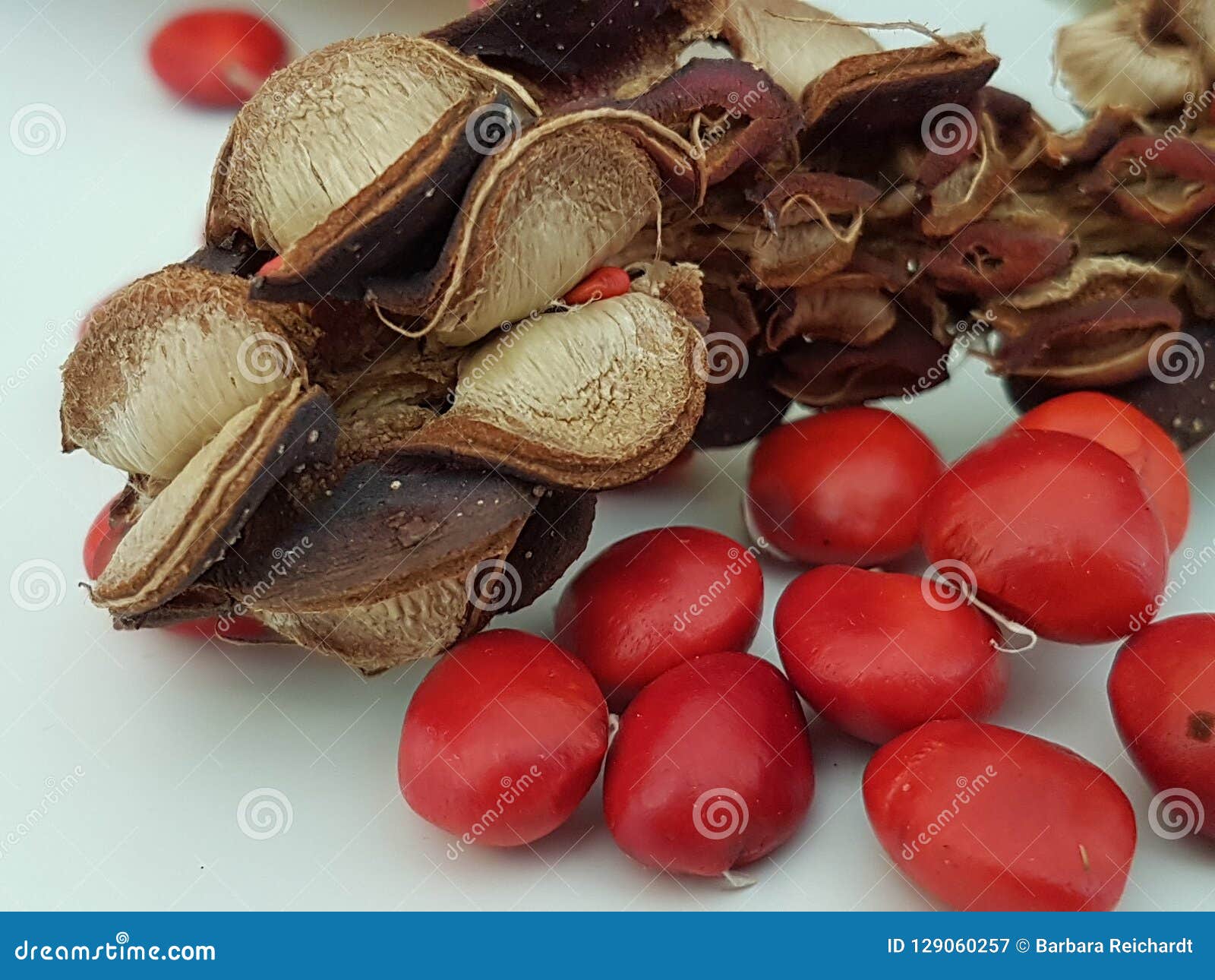 Pod with Seed of Tulip Tree Stock Image - Image of magnolia, seed ...
