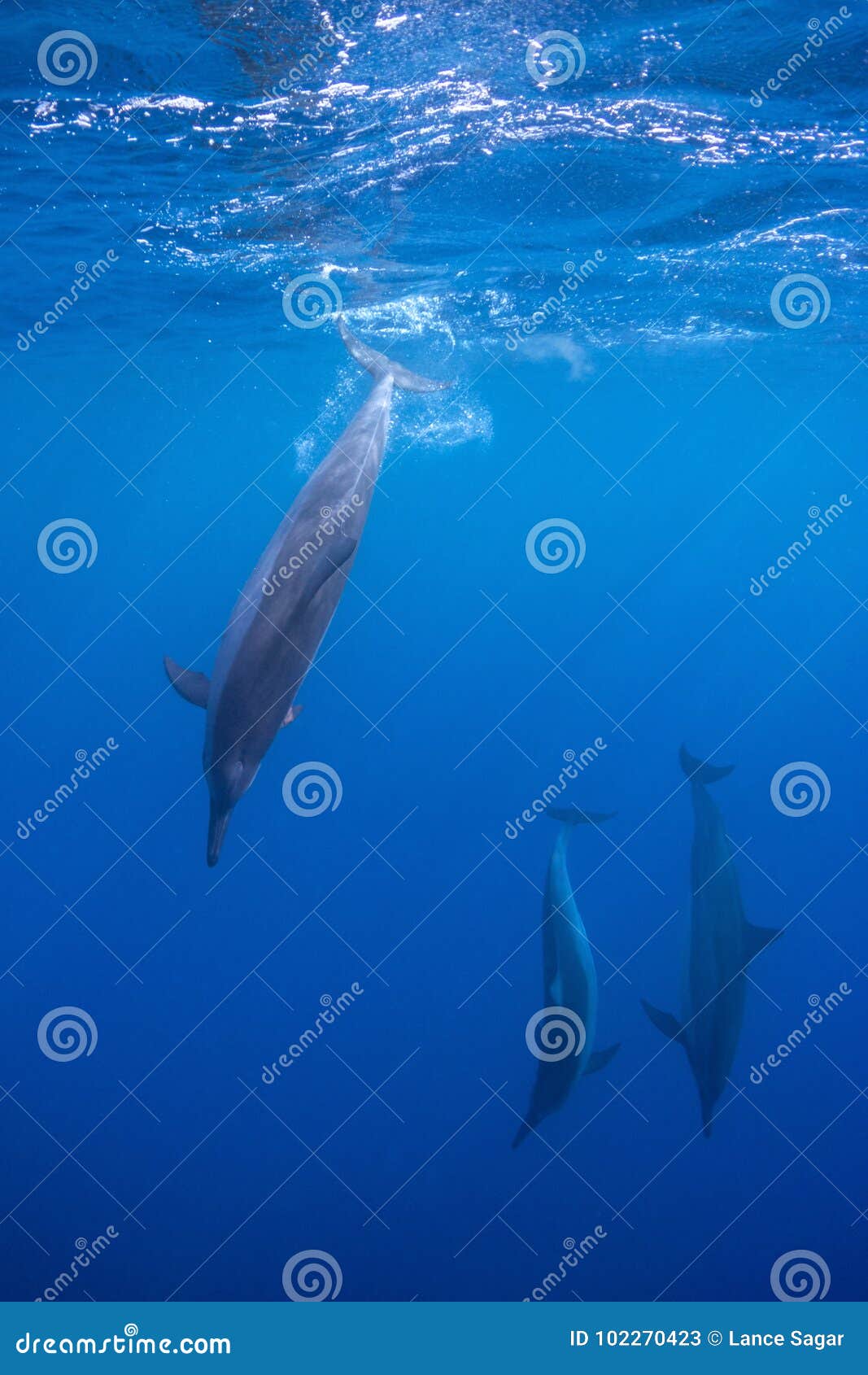 Dolphins Diving stock image. Image of water, nature - 102270423