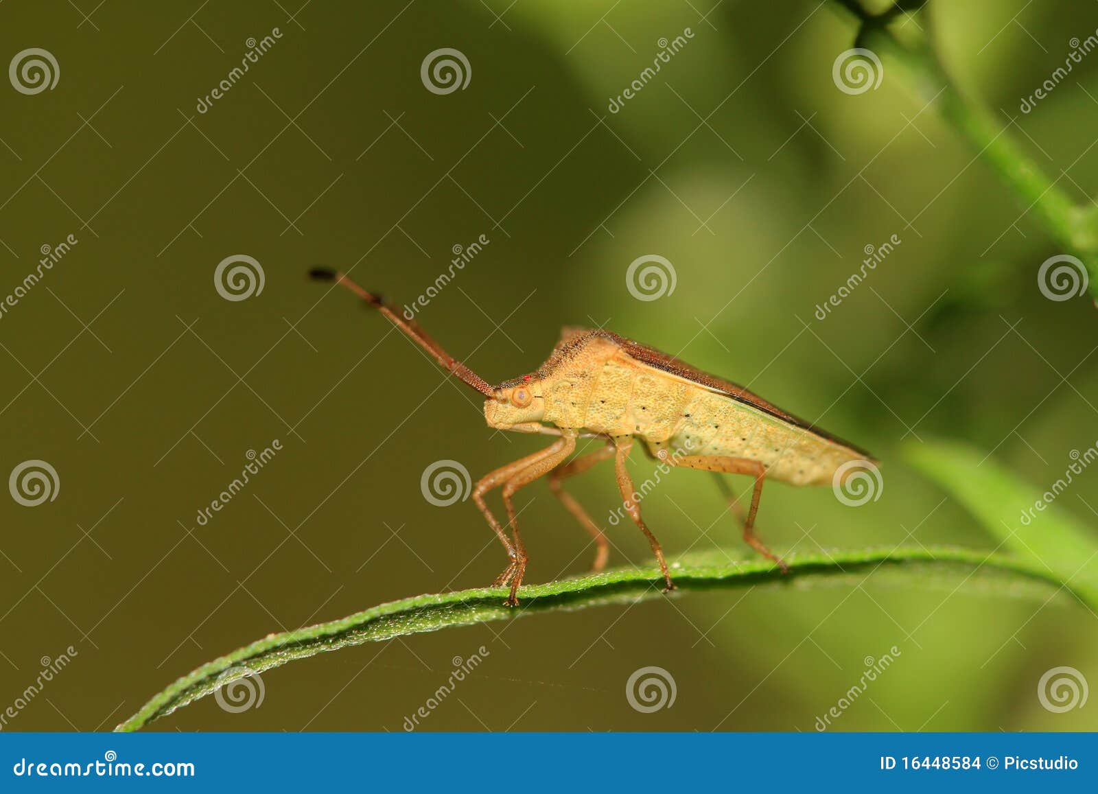 A pod sucking bug stock photo. Image of plant, closeup - 16448584