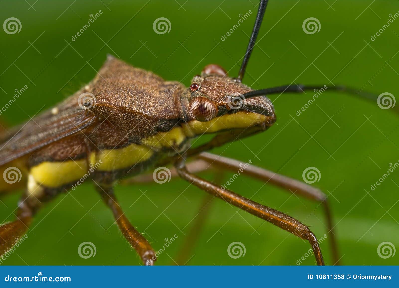 A pod sucking bug up close stock photo. Image of nature - 10811358
