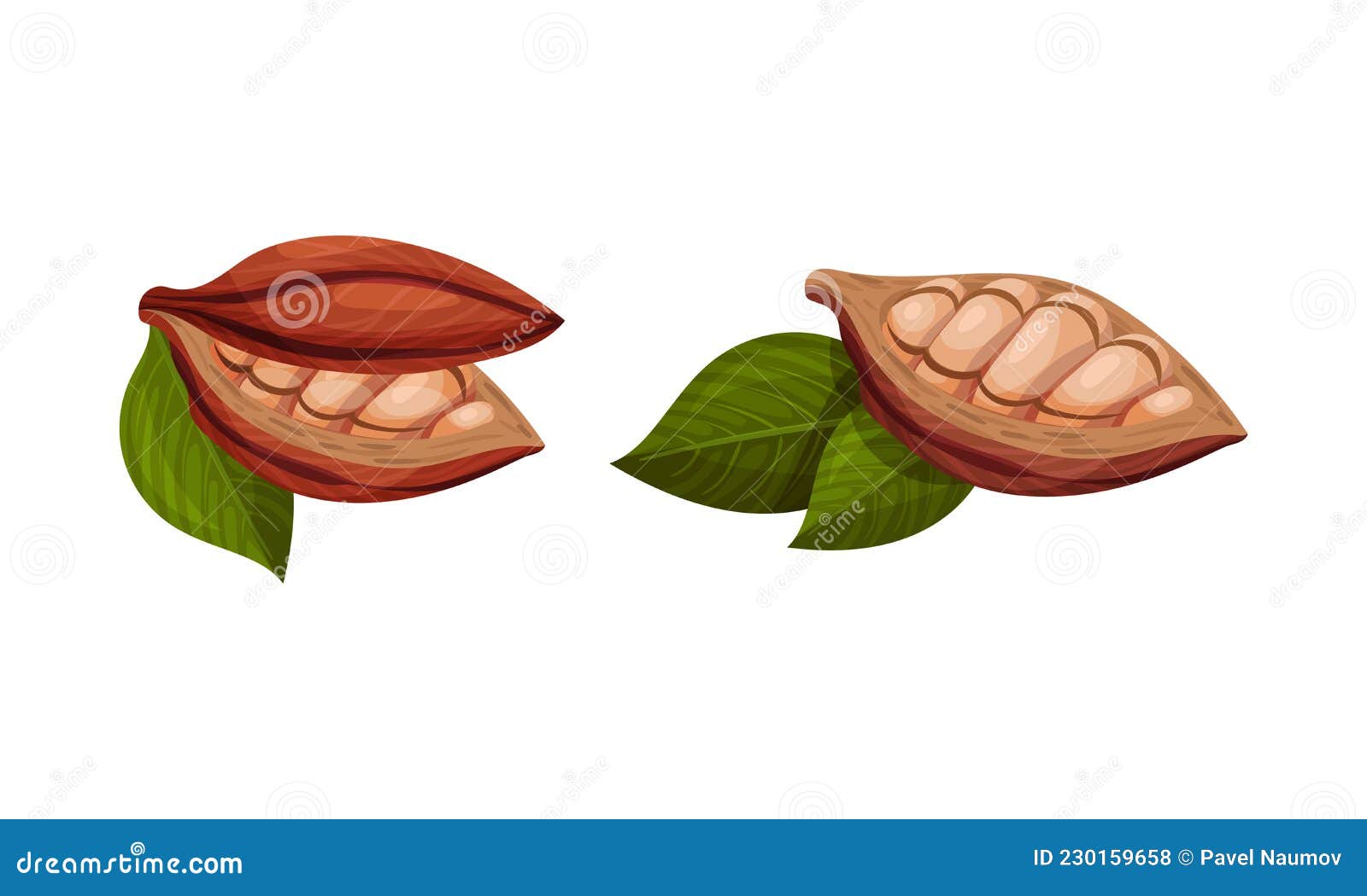Pod Of Theobroma Cacao With Cocoa Bean Inside As Aromatic Chocolate Ingredient Vector Set Stock