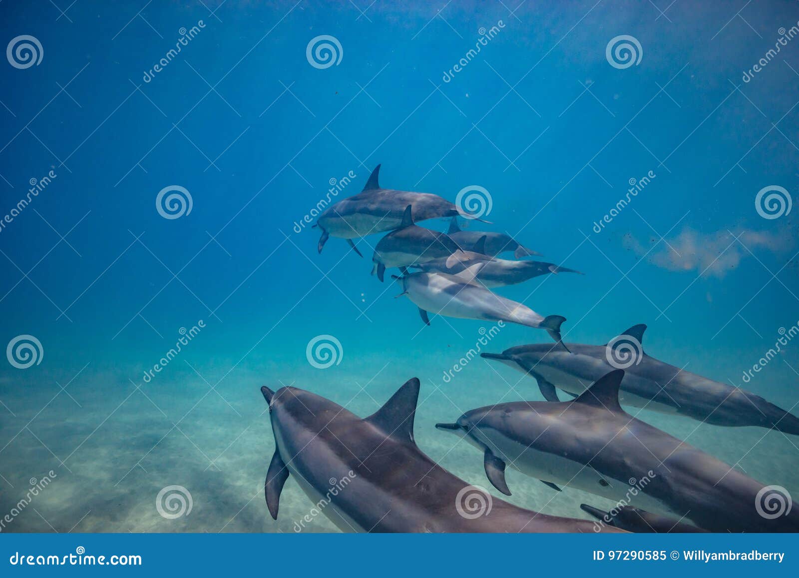 Two Dolphins Underwater In Blue Stock Photography | CartoonDealer.com ...