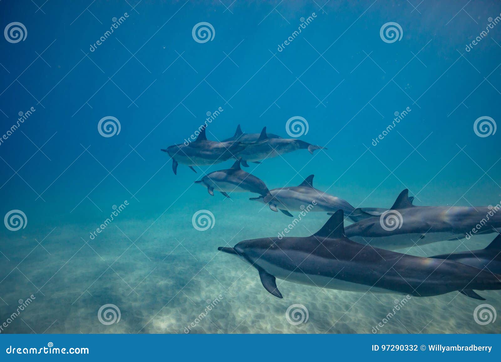 Pod of Wild Dolphins Underwater Stock Photo - Image of water, ocean ...