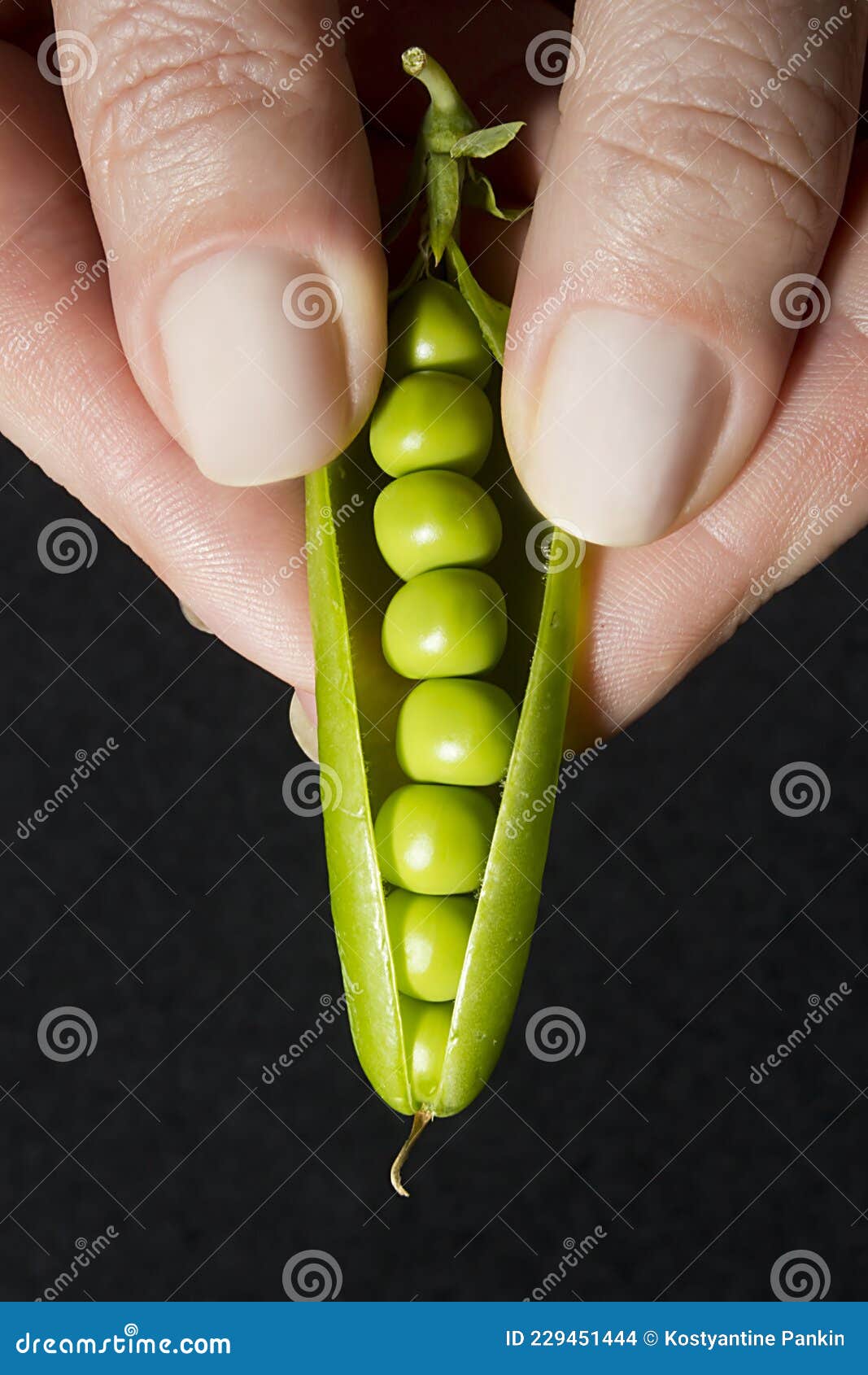 Pod with peas in hands stock photo. Image of bean, hold - 229451444