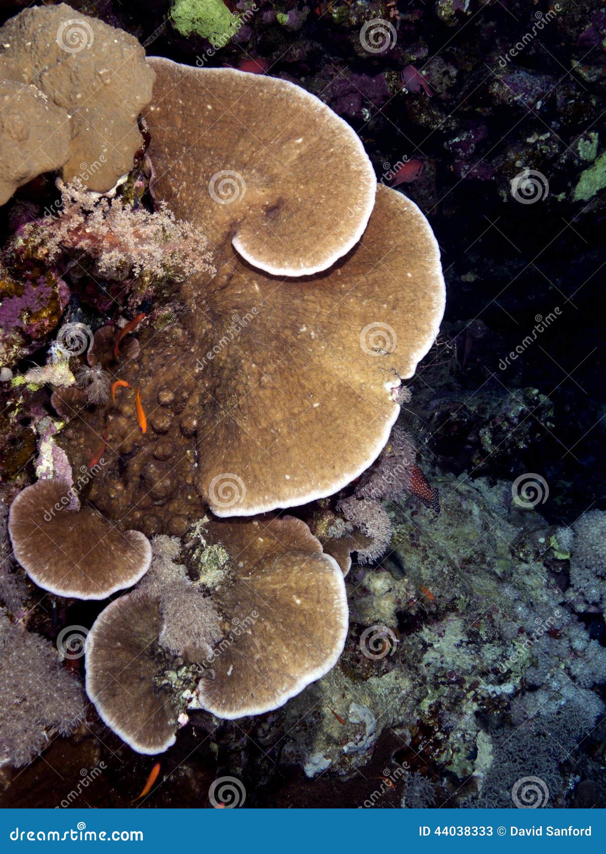 Podabacia Crustacea Stock Photos - Free & Royalty-Free Stock Photos ...