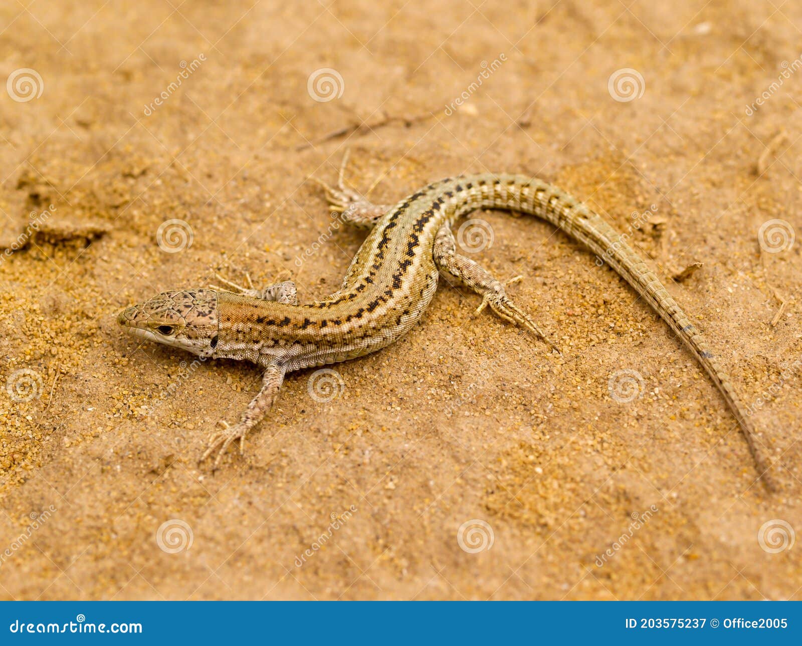 Podarcis Carbonelli, Carbonell S Wall Lizard Stock Image - Image of ...