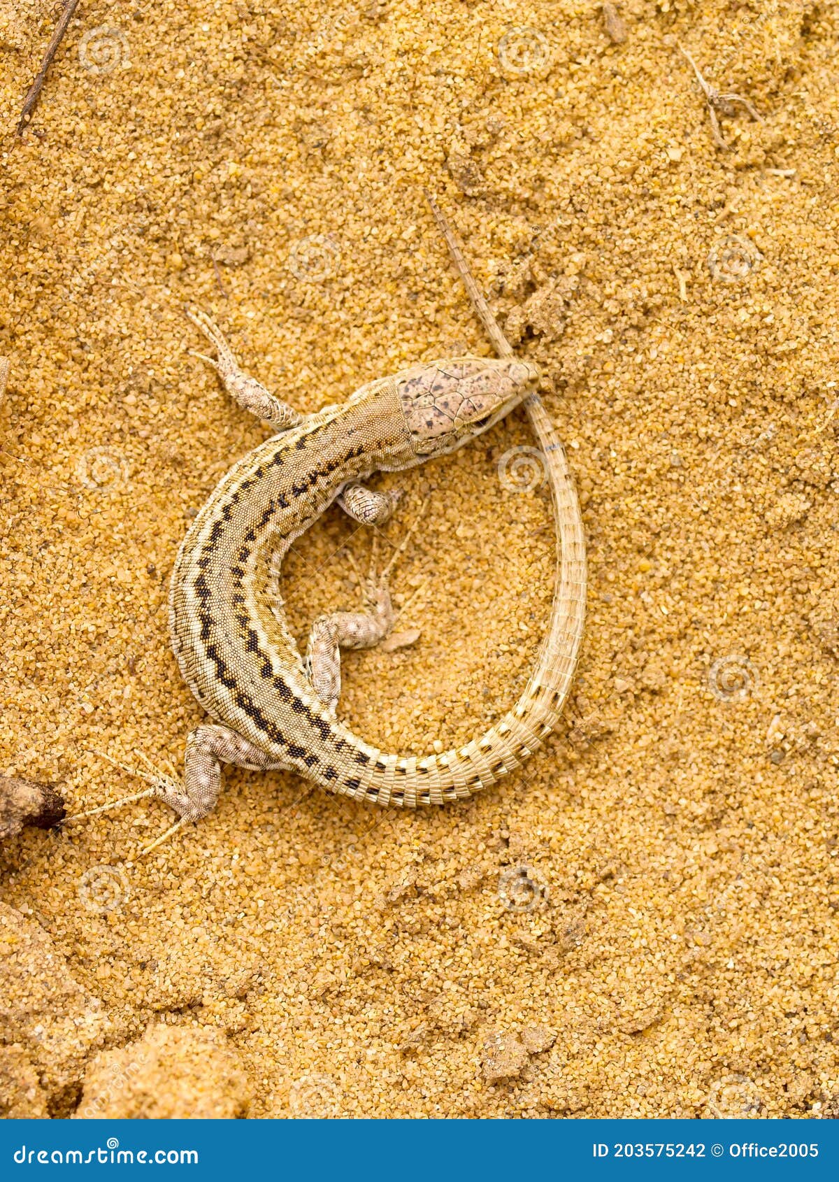 Podarcis Carbonelli, Carbonell S Wall Lizard Stock Photo - Image of ...