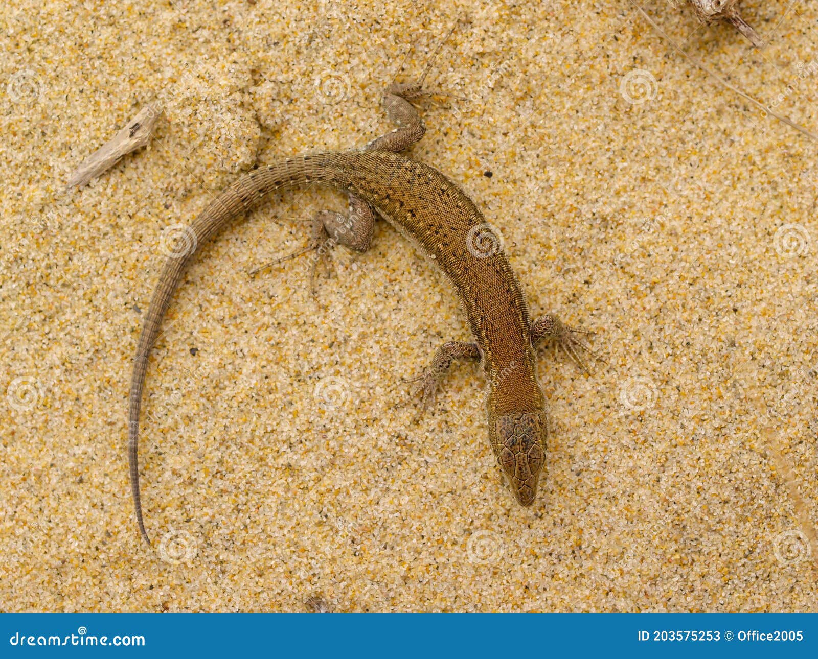 Podarcis Carbonelli, Carbonell S Wall Lizard Stock Image - Image of ...