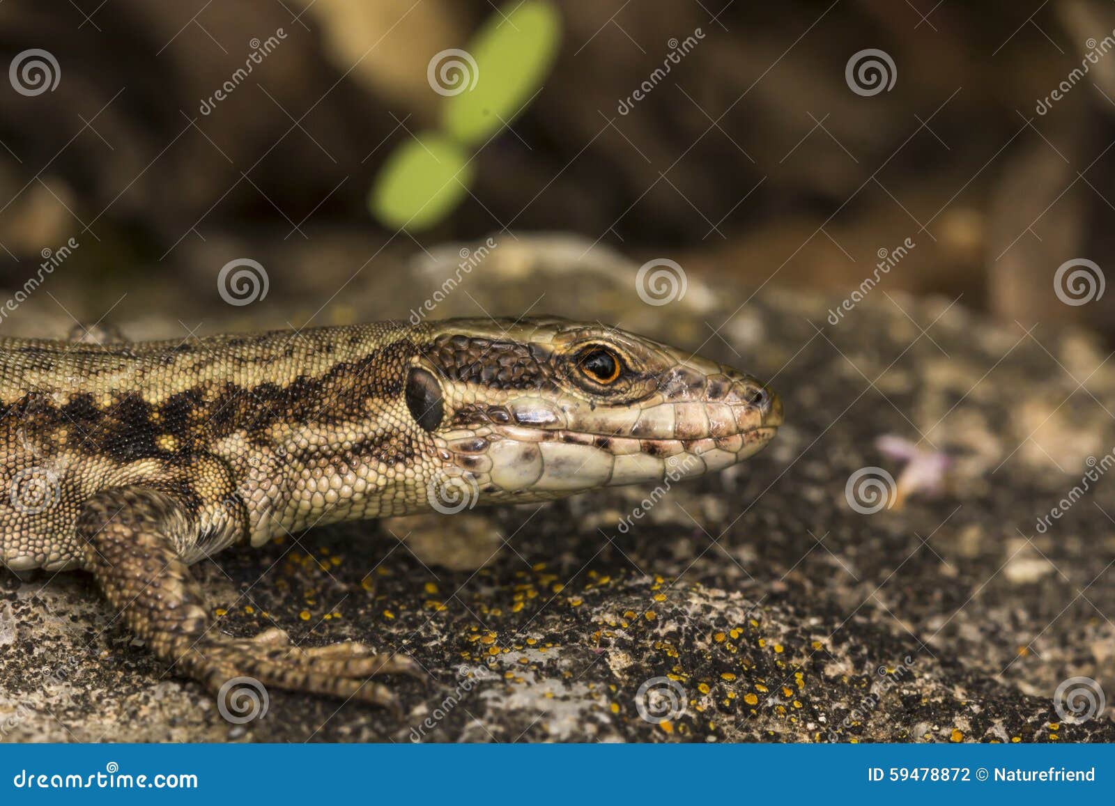 Podarcis Muralis, Common Wall Lizard from Germany Stock Photo - Image ...