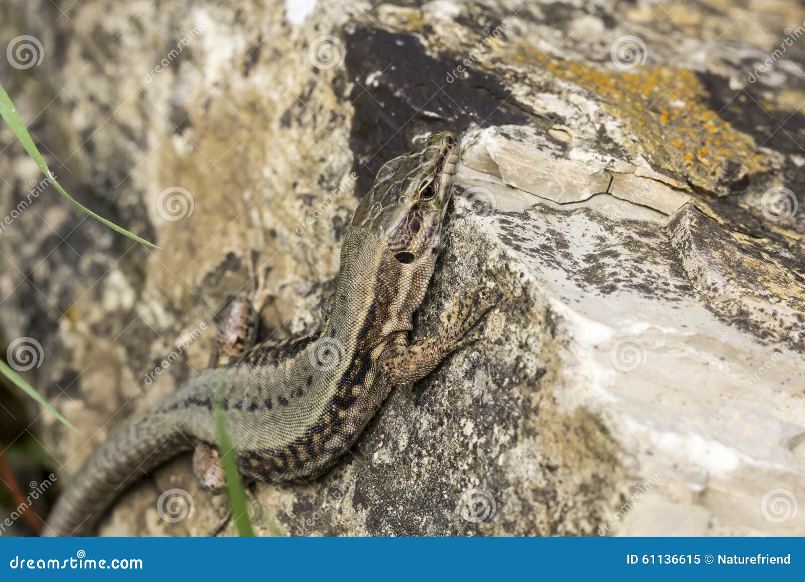 Podarcis Muralis, Common Wall Lizard from Germany Stock Image - Image ...