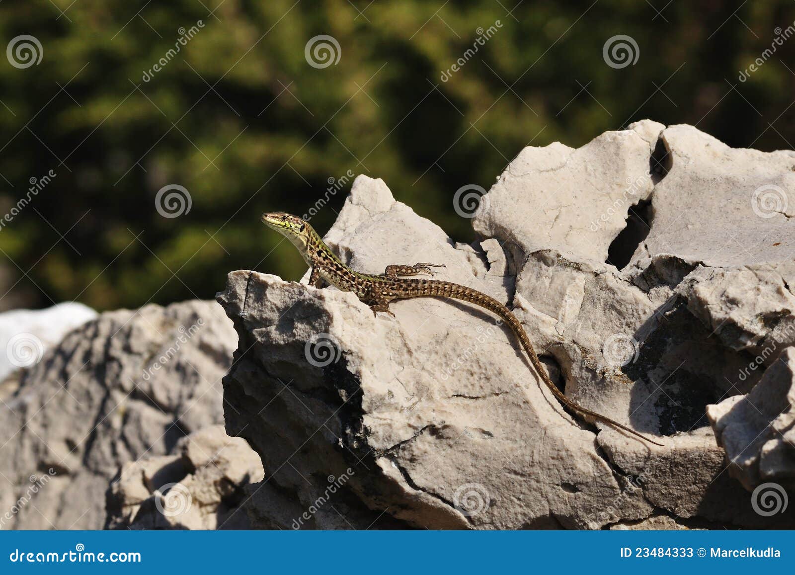 Podarcis taurica stock image. Image of basking, nature - 23484333