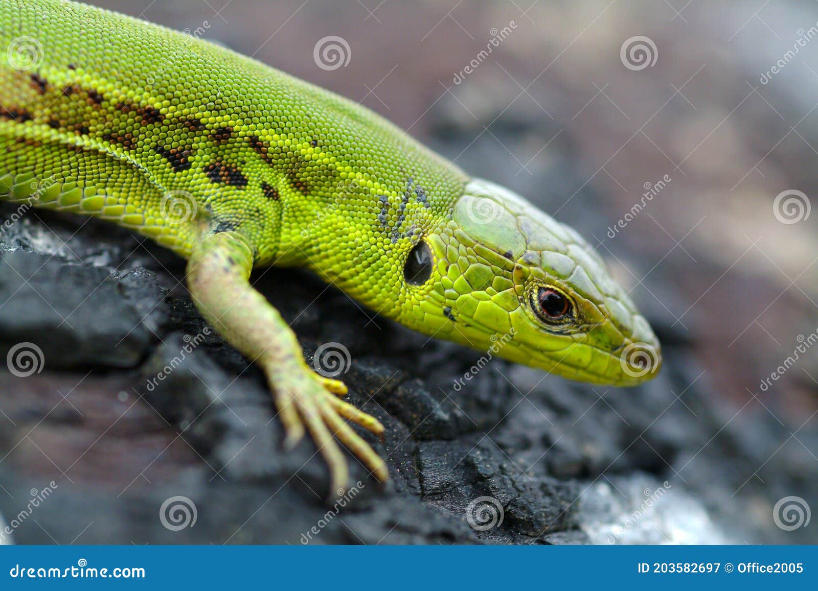 Podarcis Tauricus, Balcan Wall Lizard Stock Image - Image of macro ...