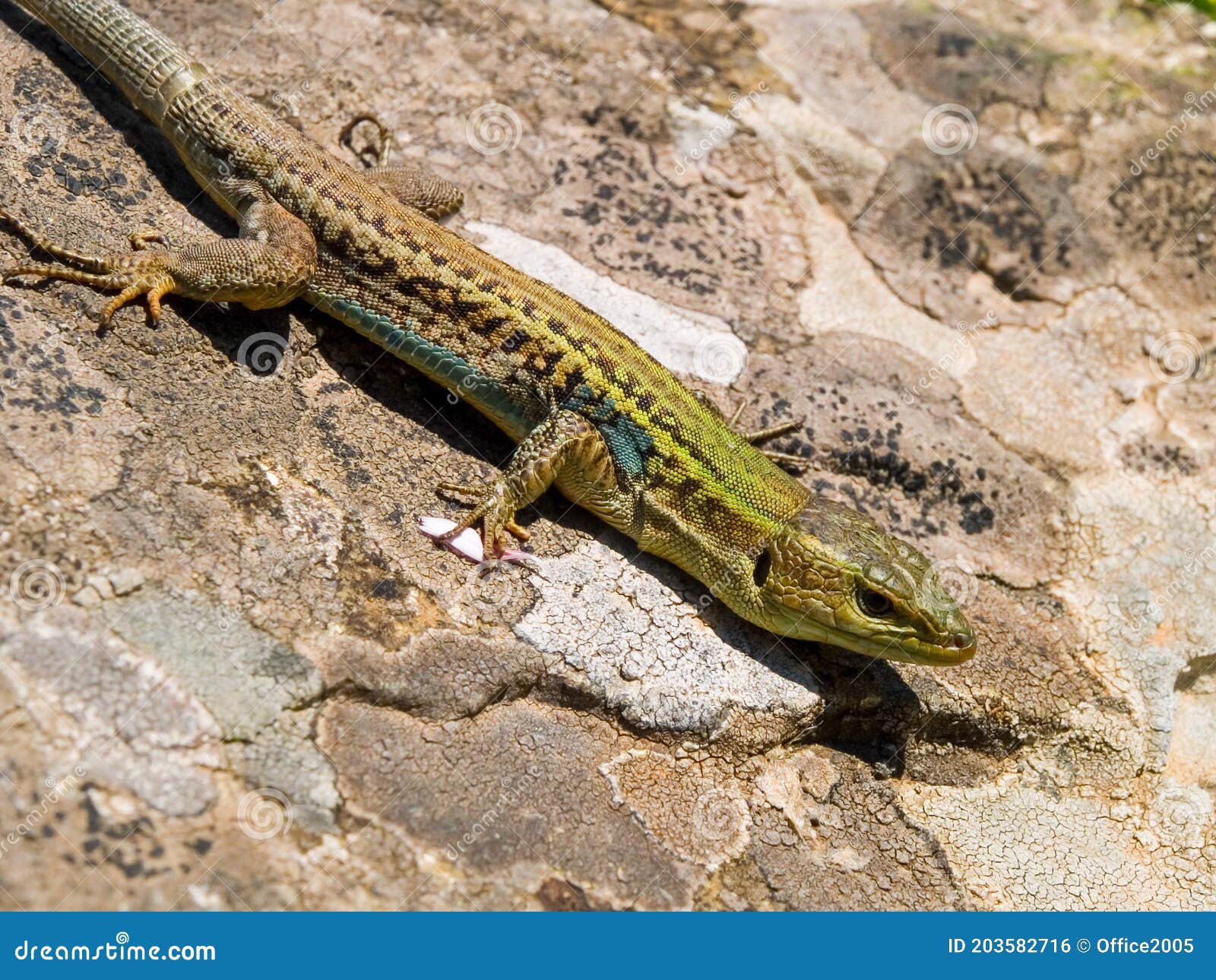 Podarcis Tauricus, Balcan Wall Lizard Stock Photo - Image of endangered ...