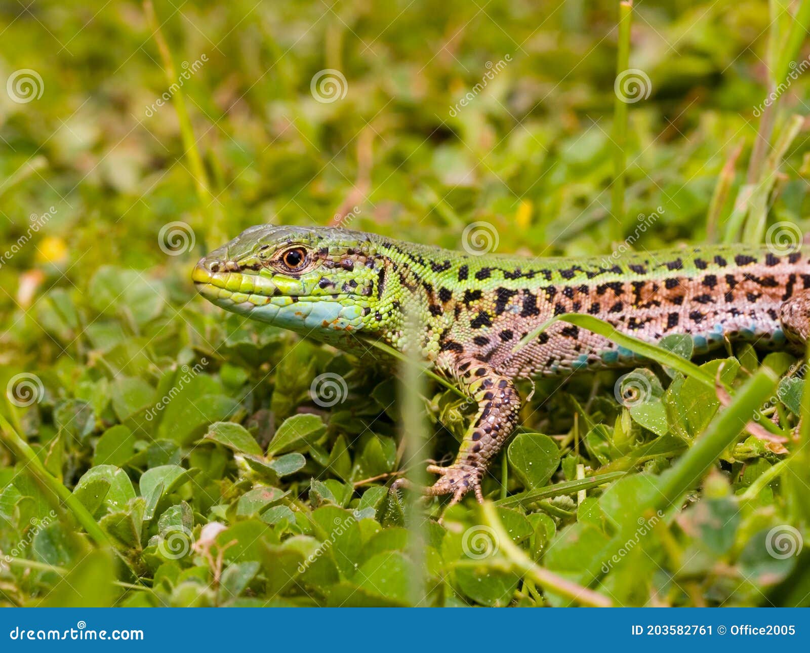 Podarcis Tauricus, Balcan Wall Lizard Stock Image - Image of close ...