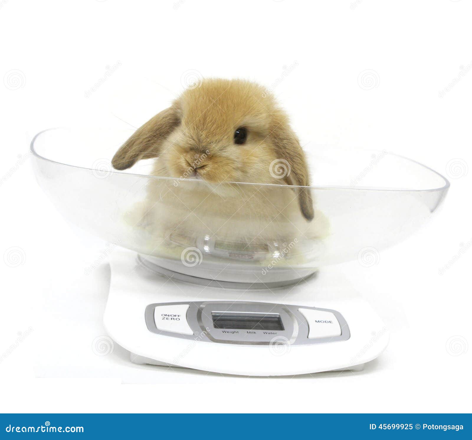 Pode el conejo en balanza imagen de archivo. Imagen de blanco - 45699925