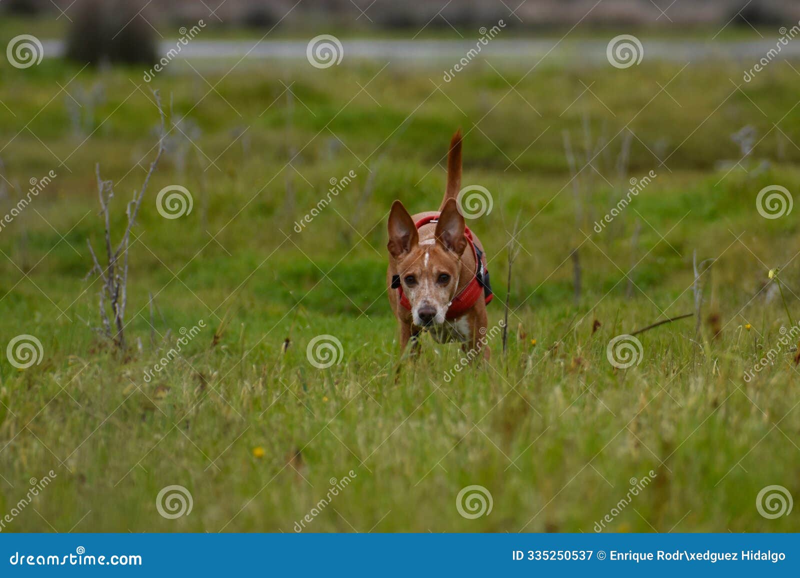Podenco Dog Stalking Its Prey Stock Image - Image of tracking, predator ...