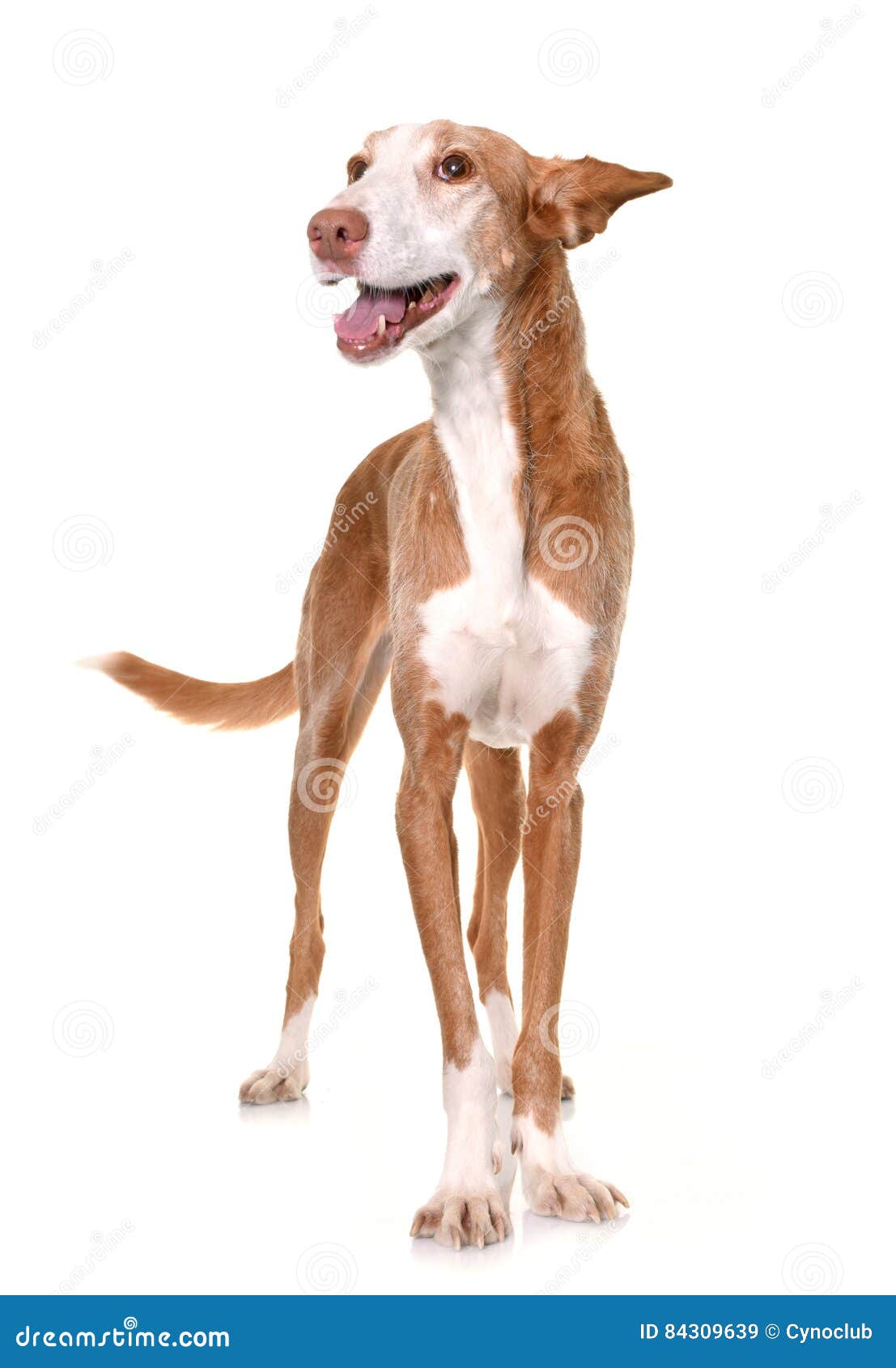 Podenco Ibicenco Dog Against Brown Background Royalty-Free Stock ...