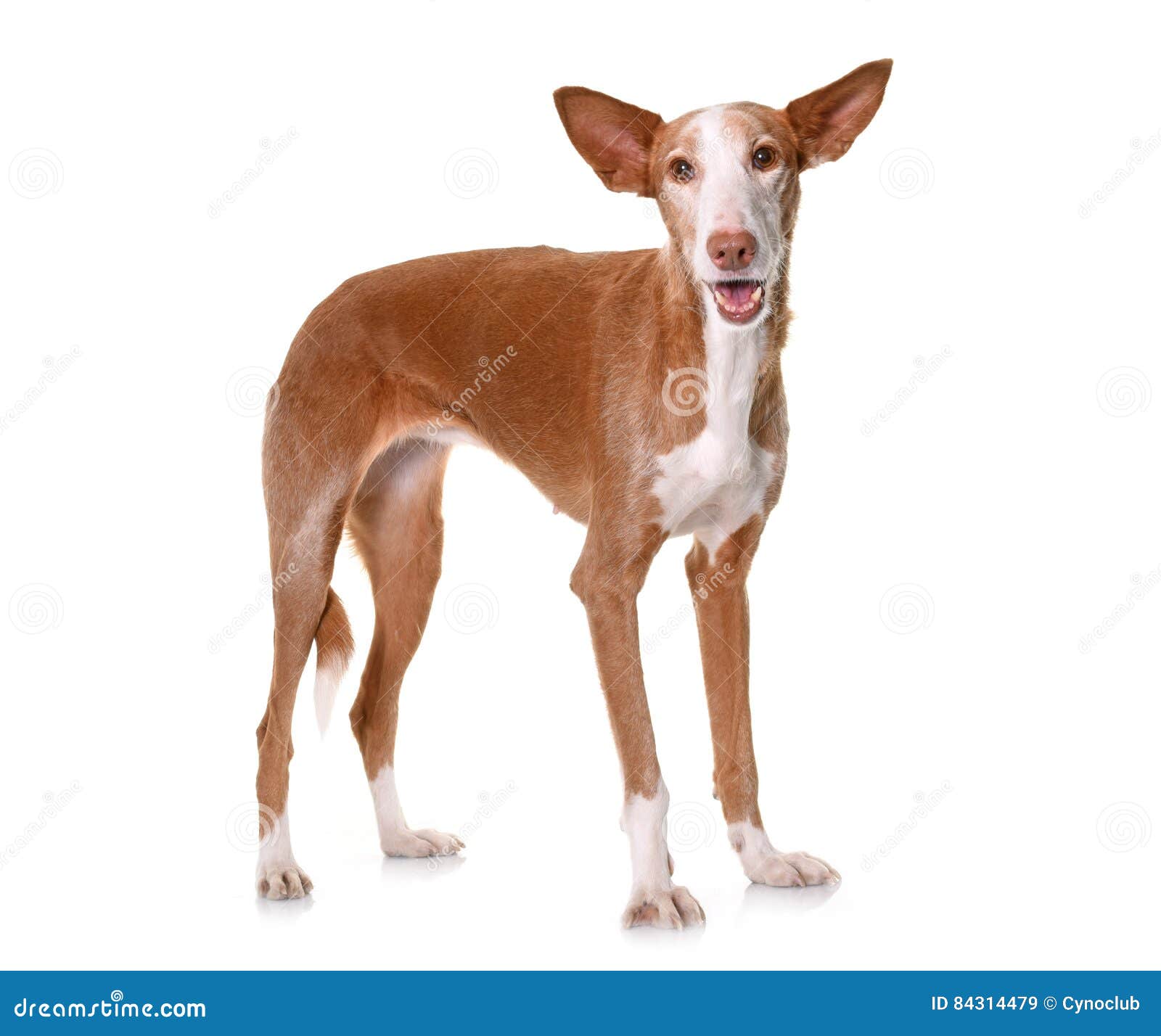 Podenco Ibicenco Dog Against Brown Background Royalty-Free Stock ...