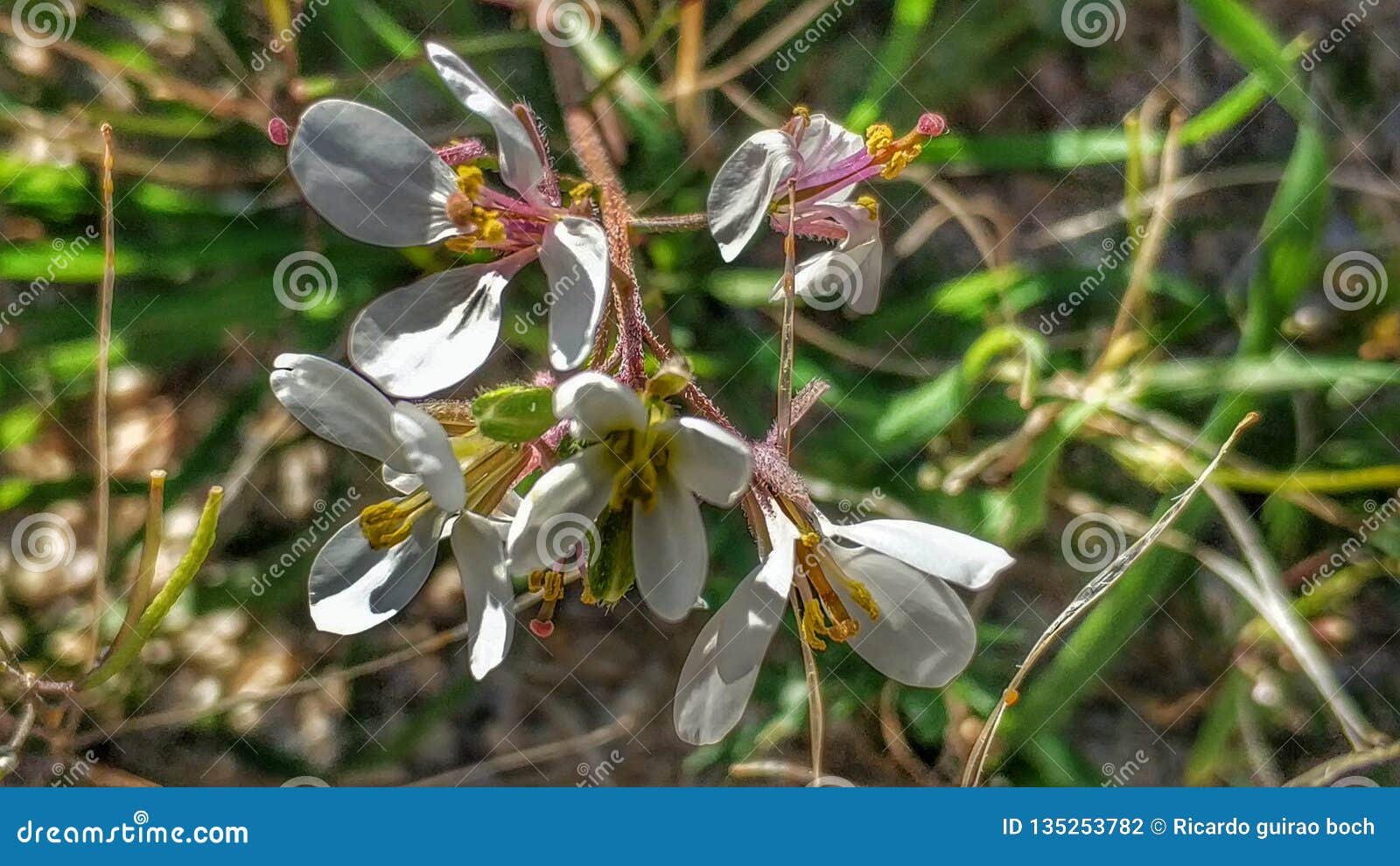 Poder de flores foto de archivo. Imagen de potencia - 135253782