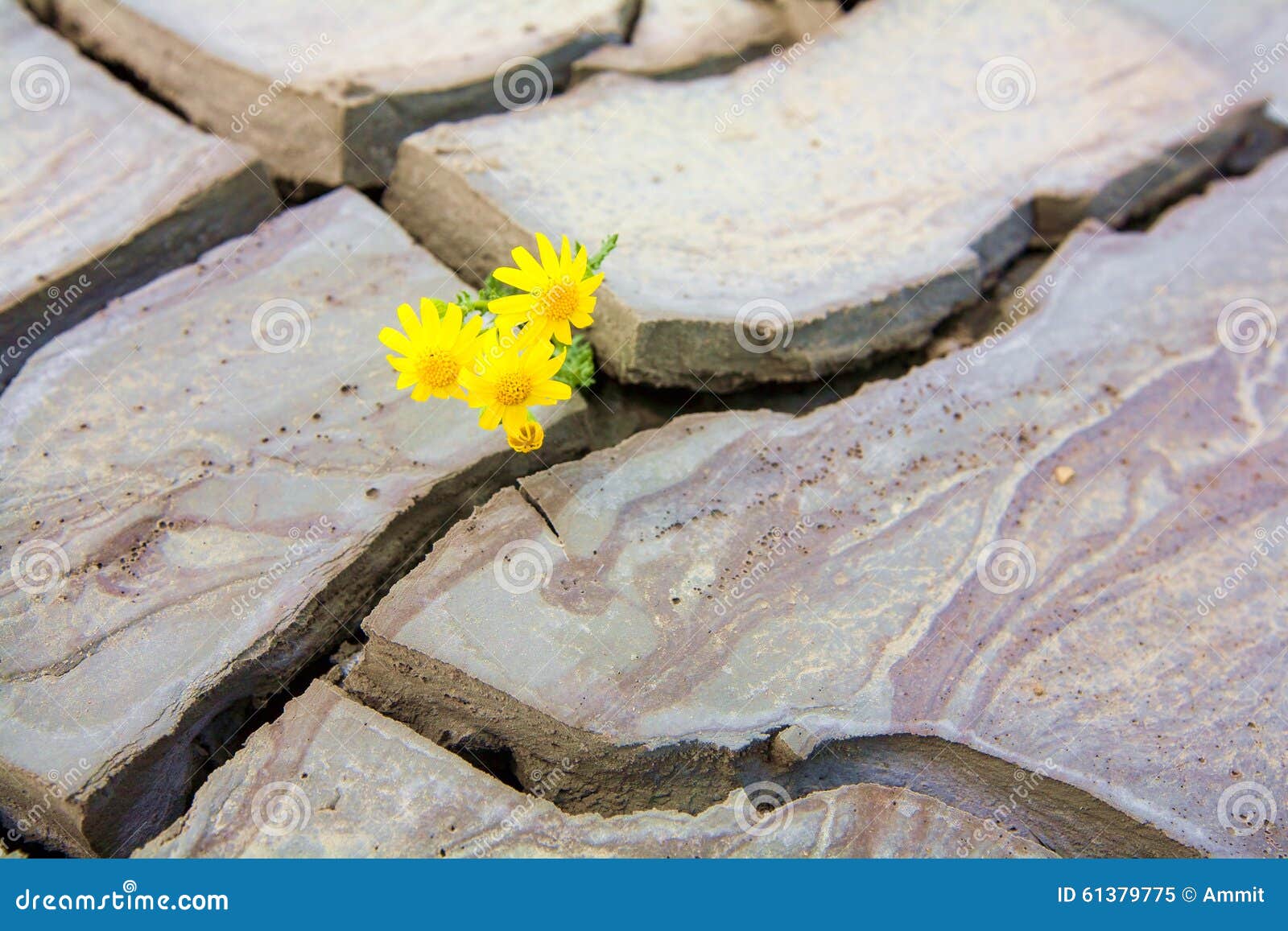 Poder De La Flor De La Vida Imagen de archivo - Imagen de detalle, vida ...