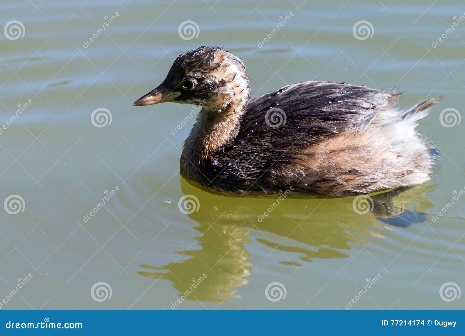 Podiceps ruficollis stock photo. Image of swim, tachybaptus - 77214174