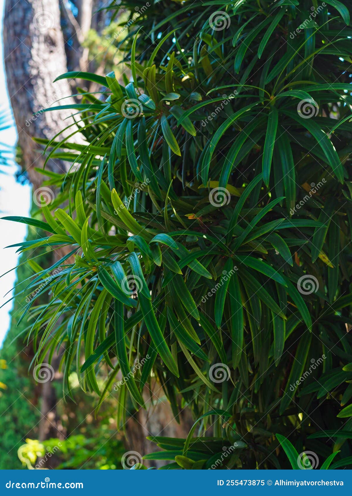 Podocarpus Macrophyllus En El Parque Imagen de archivo - Imagen de hoja ...