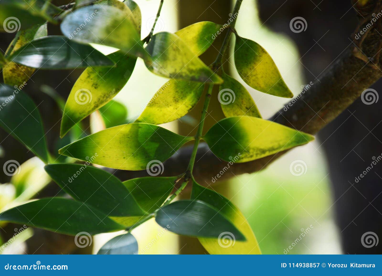 Podocarpus Nagi stock image. Image of shrine, reflection - 114938857