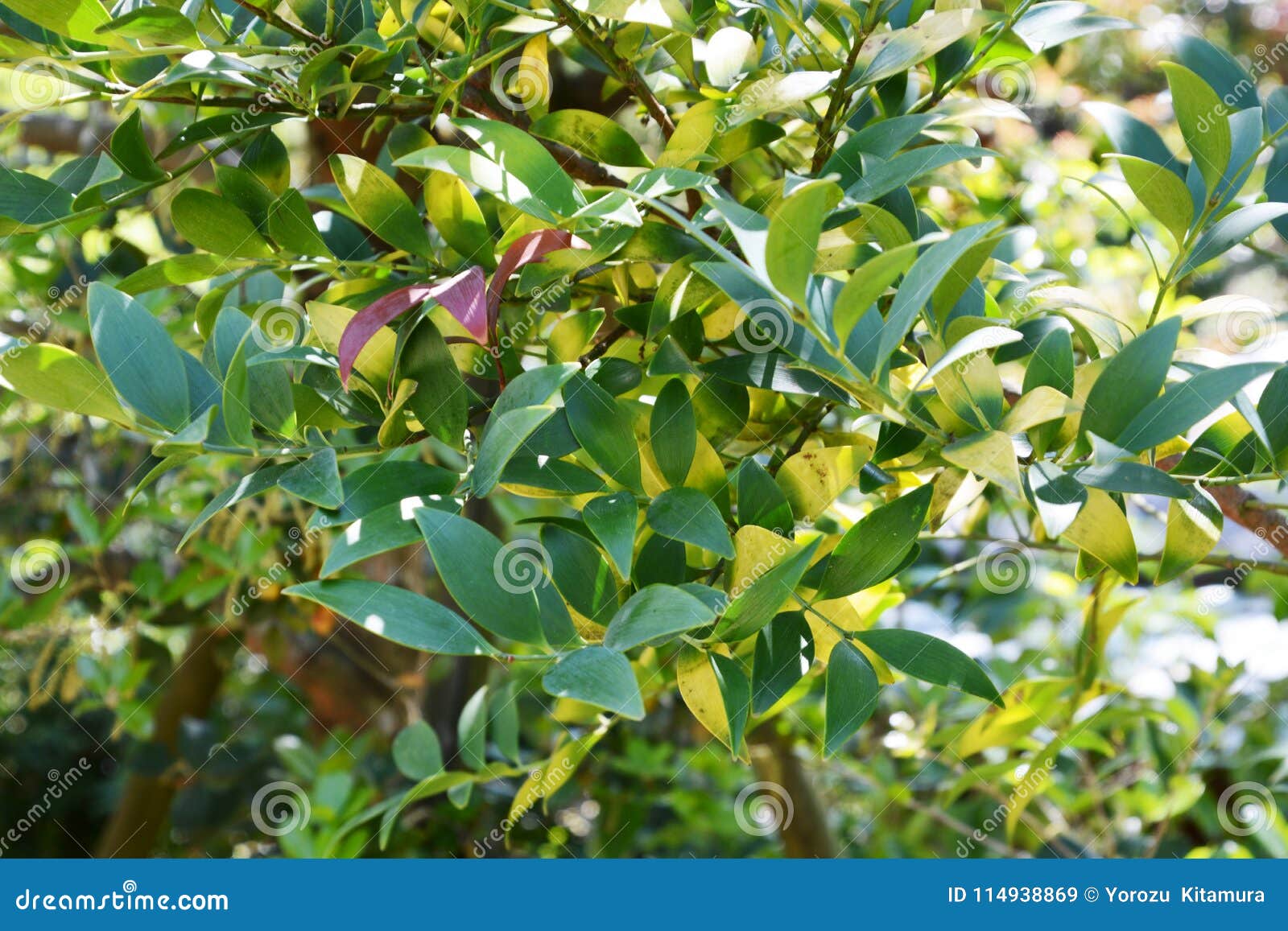 Podocarpus Nagi stock image. Image of podocarpaceae - 114938869
