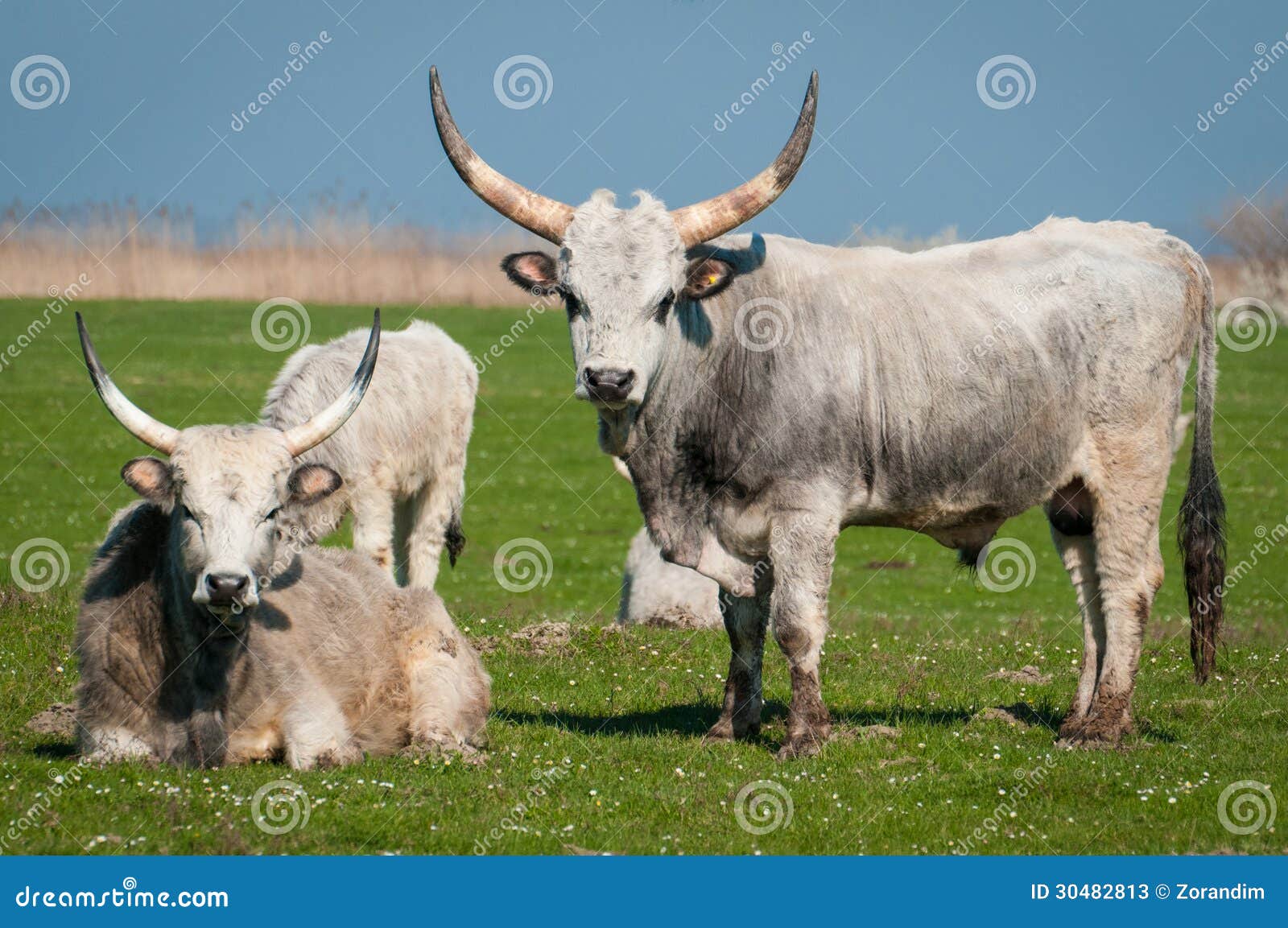 Podolian cow and bull stock image. Image of horn, farm - 30482813