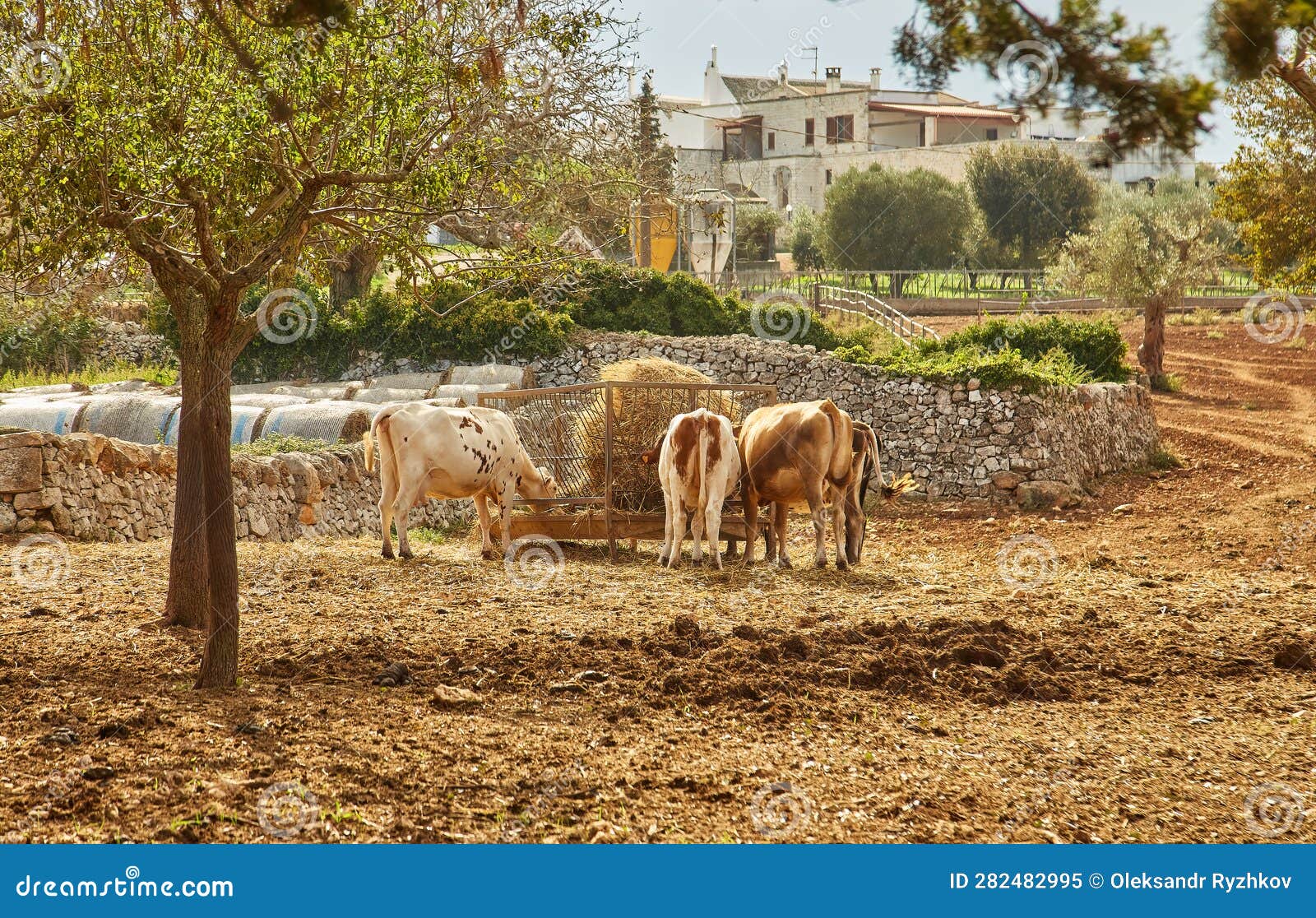 Podolic Cows Lying Under Olive Trees in Italy Stock Image - Image of ...