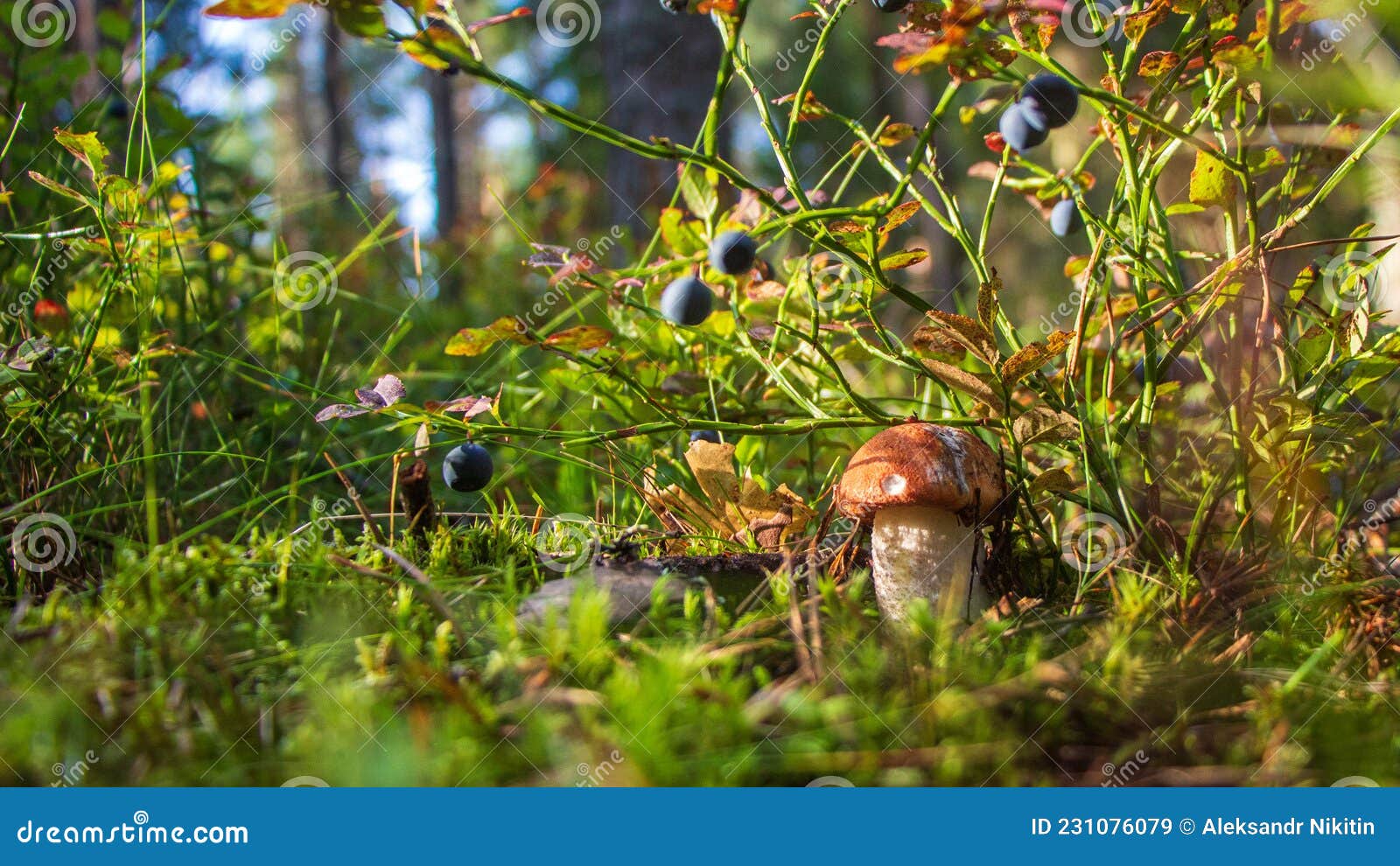 Podosinovik Mushroom in the Forest Stock Image - Image of healthy ...