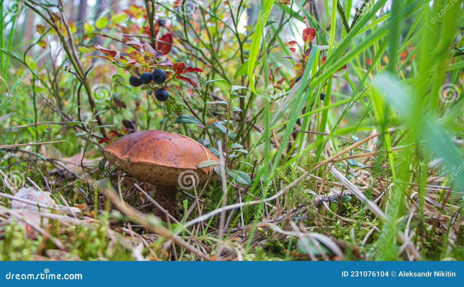 Podosinovik Mushroom in the Forest Stock Photo - Image of ingredient ...